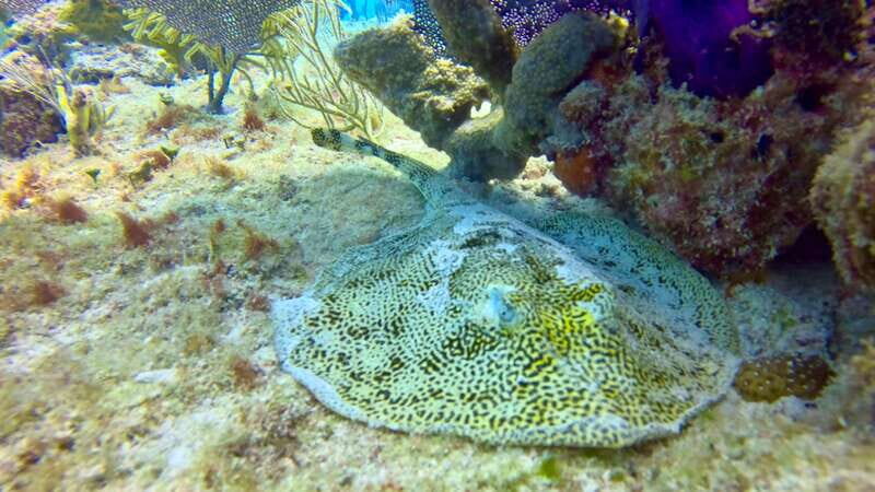 Playa del Carmen: 2-Tank Reef Dive - The Sum Up