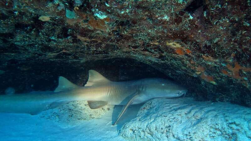 Playa del Carmen: 2-Tank Reef Dive - FAQs