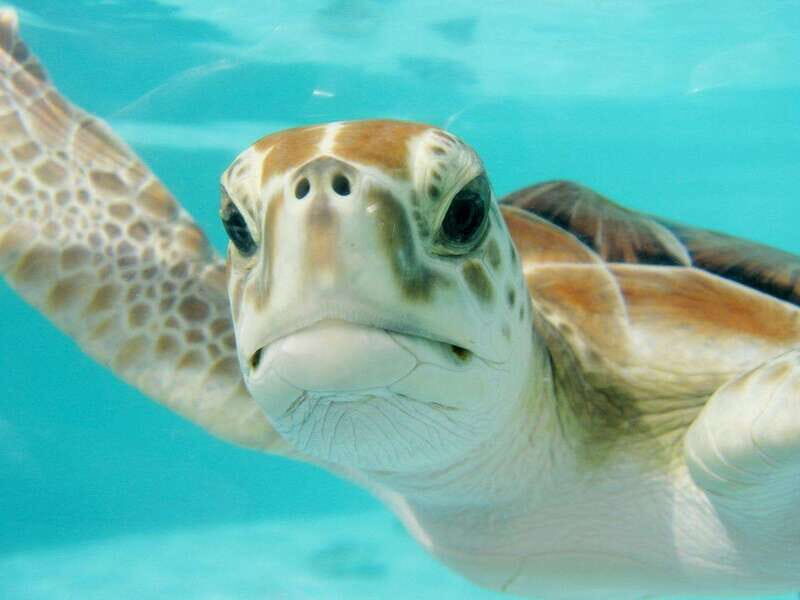 Playa del Carmen: Akumal Turtle Swim & Underground Cenote - An Introduction to the Experience