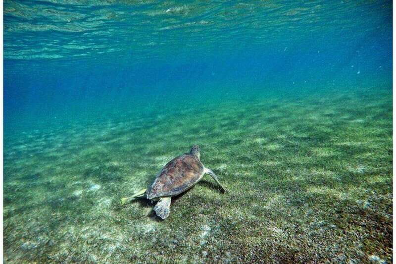 Playa del Carmen: Akumal Turtle Swim & Underground Cenote - Why This Tour Offers Good Value
