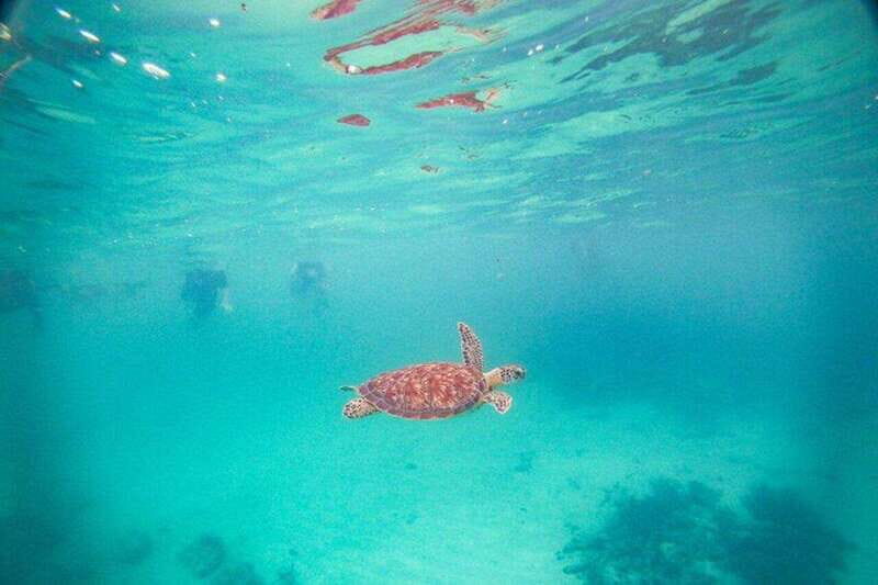 Playa del Carmen: Akumal Turtle Swim & Underground Cenote - Who Will Love This Tour?