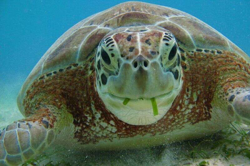 Playa del Carmen: Akumal Turtle Swim & Underground Cenote - The Sum Up: Is It Worth It?