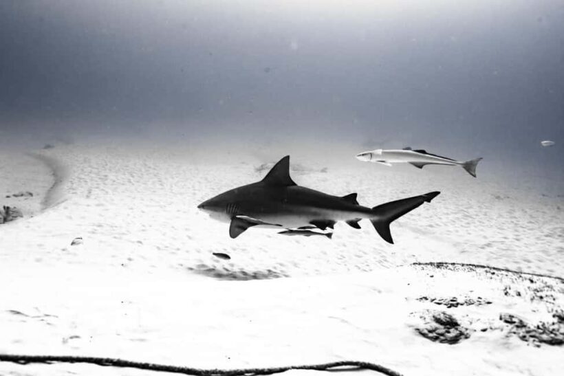 Playa del Carmen: Bull Shark Diving Experience - The Overview: What You’re Signing Up For