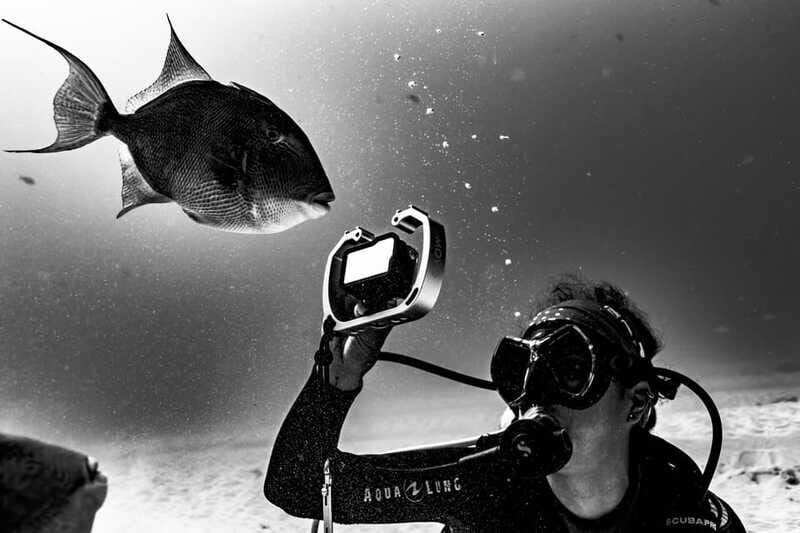 Playa del Carmen: Bull Shark Diving Experience - The Experience: What It Feels Like