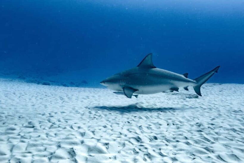 Playa del Carmen: Bull Shark Diving Experience - Practical Considerations
