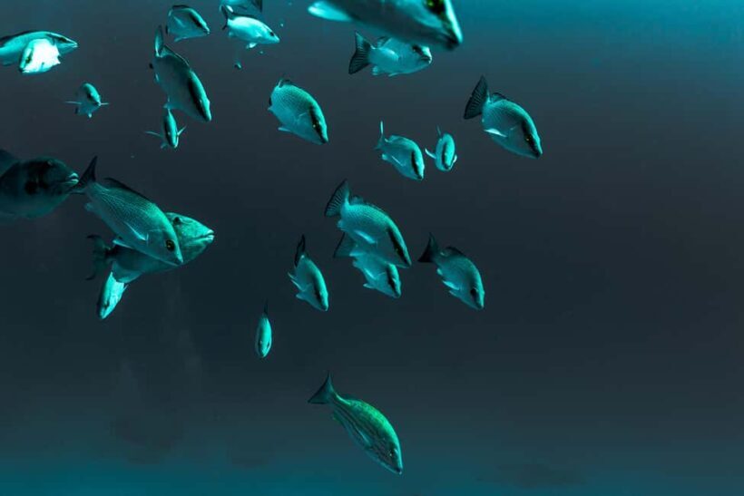 Playa del Carmen: Bull Shark Diving Experience - Who Is This Tour Best For?