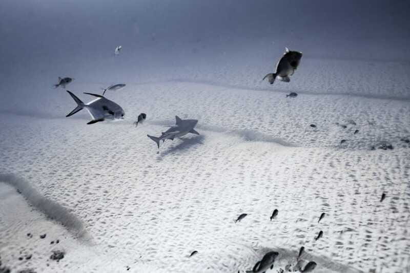 Playa del Carmen: Bull Shark Diving Experience - The Sum Up: Is It Worth It?