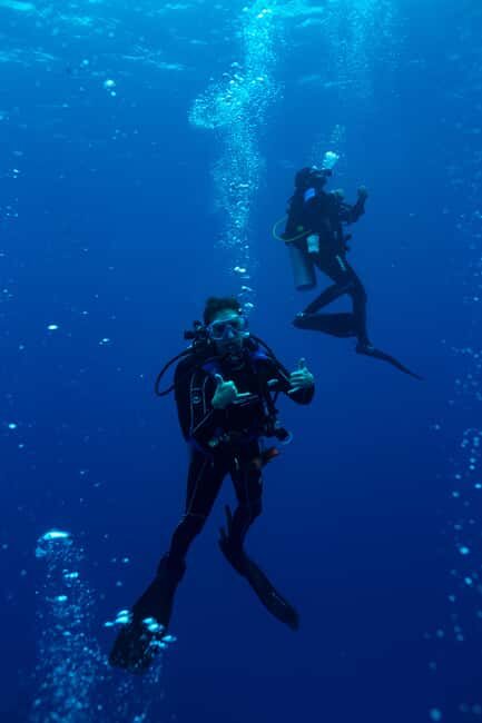 Playa del Carmen: Bull Shark Diving Experience - FAQ