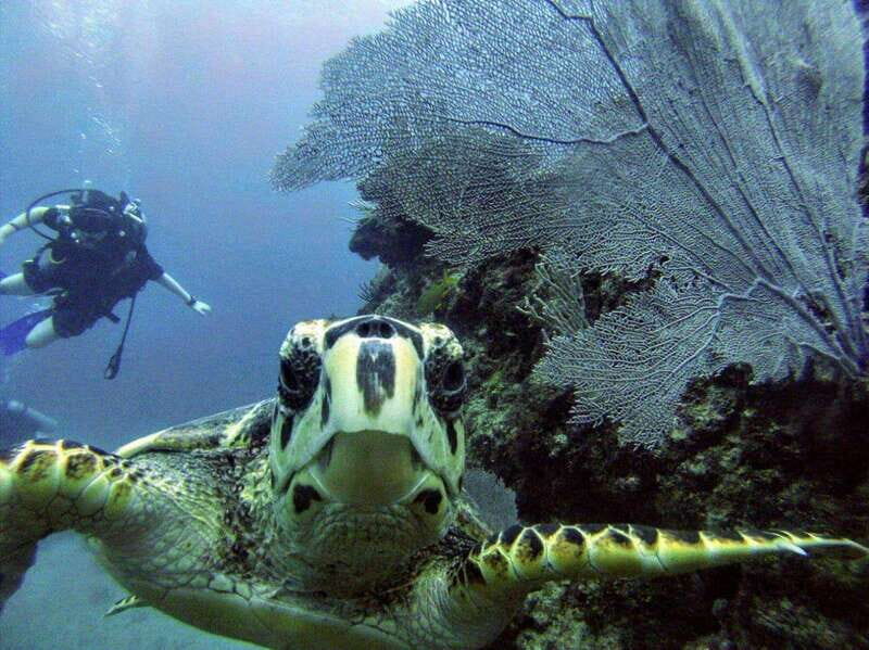 Playa del Carmen: Discover the Surreal World of Scuba Diving - What to Expect from the Playa del Carmen Discover Scuba Tour