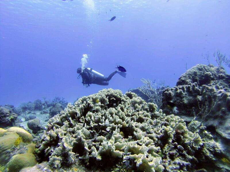 Playa del Carmen: Discover the Surreal World of Scuba Diving - FAQ