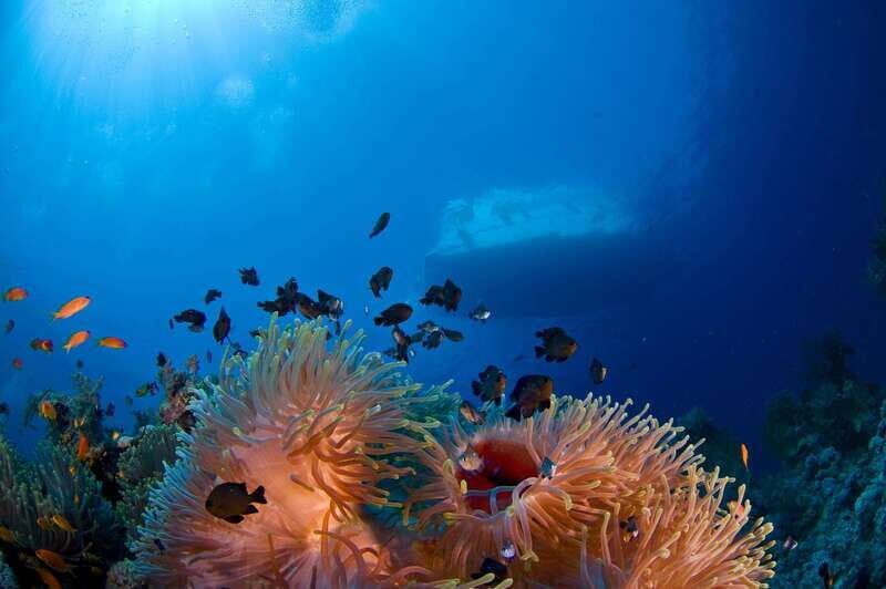 Playa del Carmen: Dive into our Local Reefs Today! - Key Points