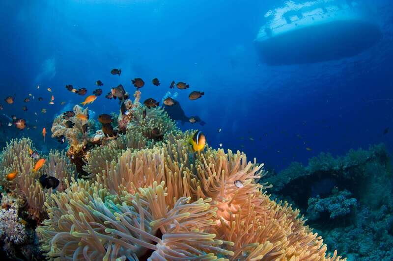 Playa del Carmen: Dive into our Local Reefs Today! - An In-Depth Look at the Tour Experience