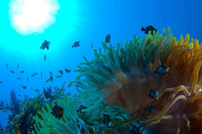 Playa del Carmen: Dive into our Local Reefs Today! - Final Thoughts