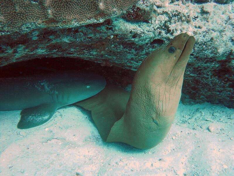Playa del Carmen: Extreme Cozumel Diving by Speed Boat - Introduction: A Quick Dive into Cozumel’s Underwater Magic
