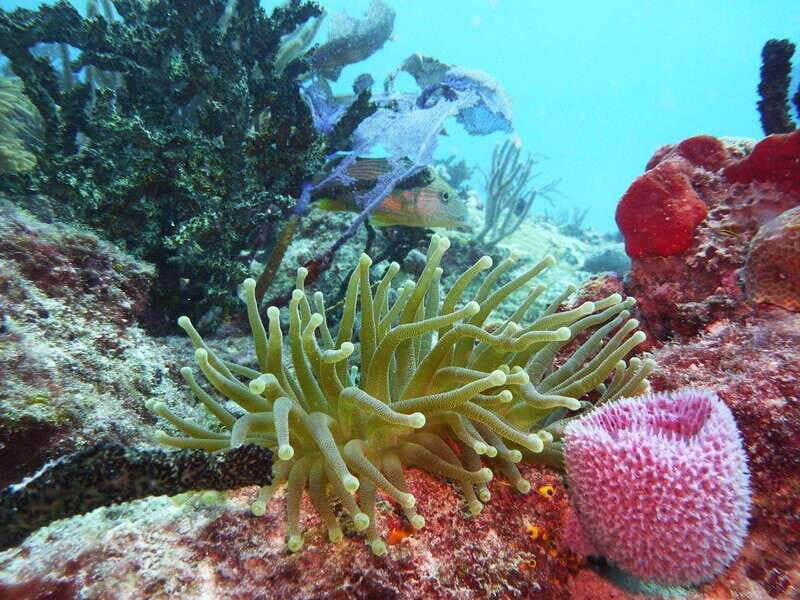 Playa del Carmen: Extreme Cozumel Diving by Speed Boat - Detailed Breakdown of the Experience