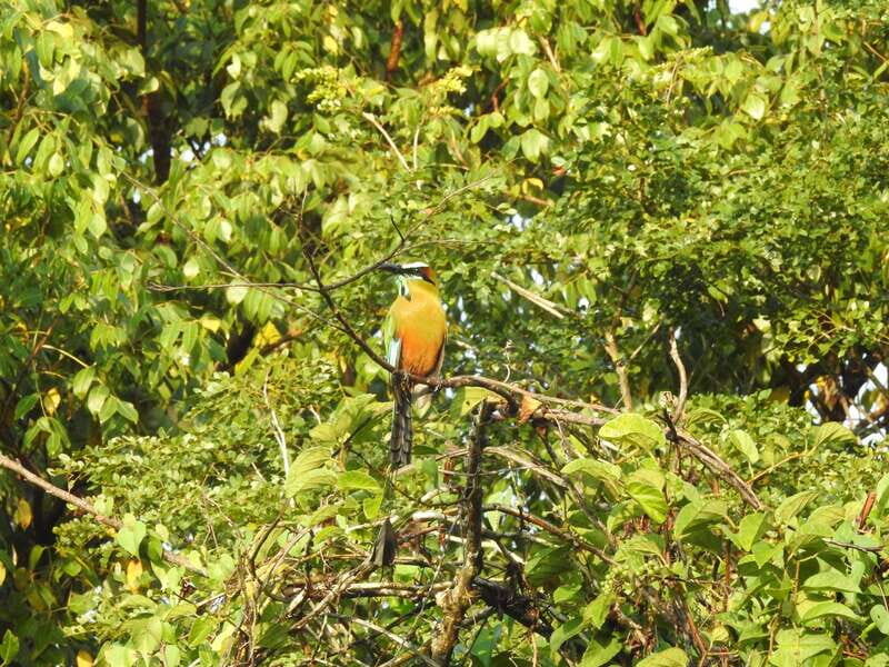 Playa del Carmen: Guided Birdwatching Hike - Key Points