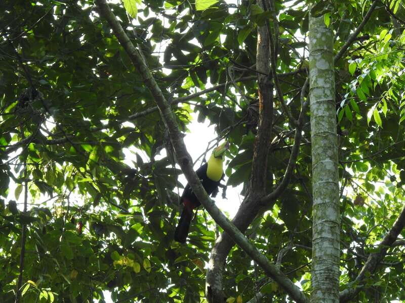 Playa del Carmen: Guided Birdwatching Hike - A Closer Look at the Experience