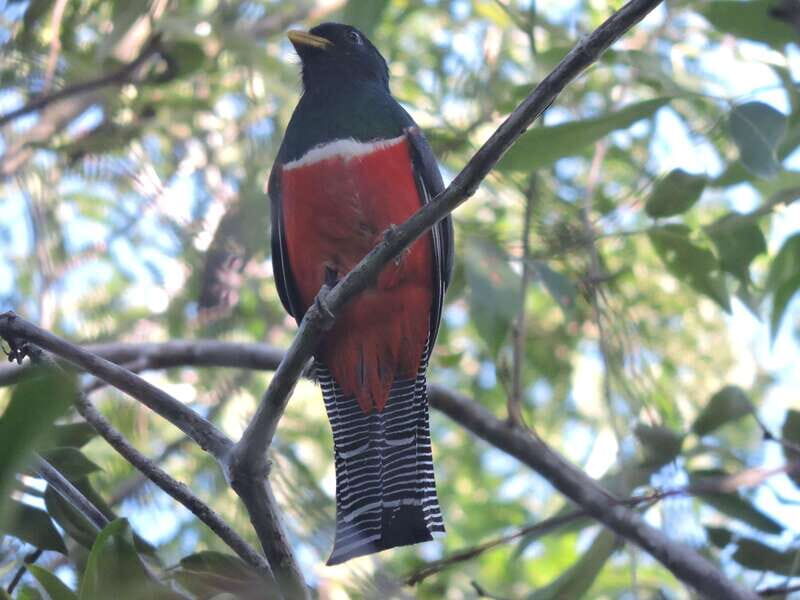 Playa del Carmen: Guided Birdwatching Hike - Authenticity and Expertise