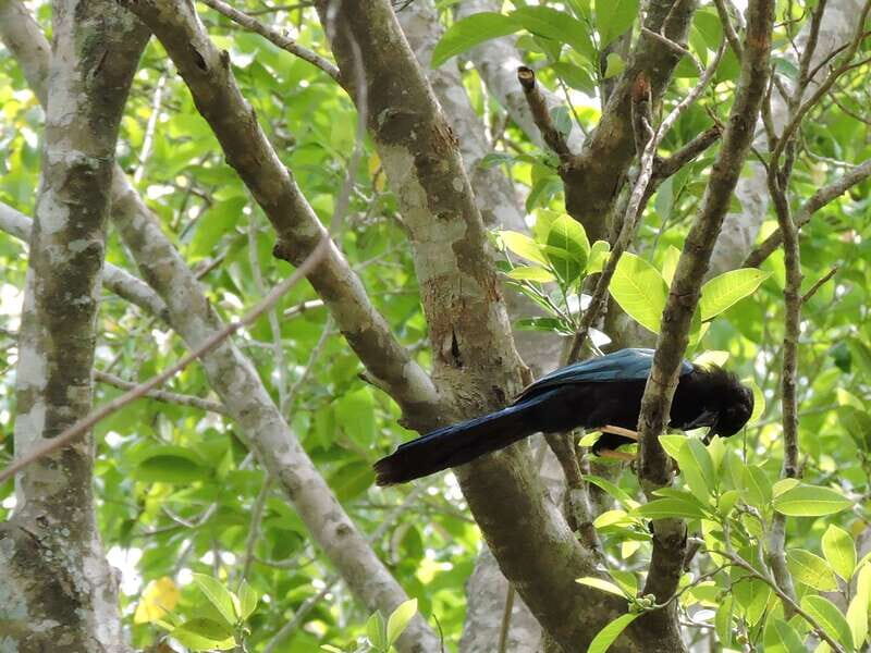 Playa del Carmen: Guided Birdwatching Hike - Who Should Consider This Tour?