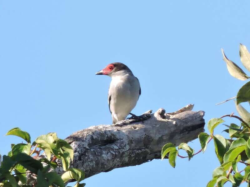 Playa del Carmen: Guided Birdwatching Hike - The Sum Up