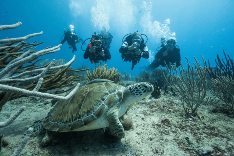 Playa del Carmen: Guided Reef Diving for Certified Divers - Introduction: What This Diving Tour Offers