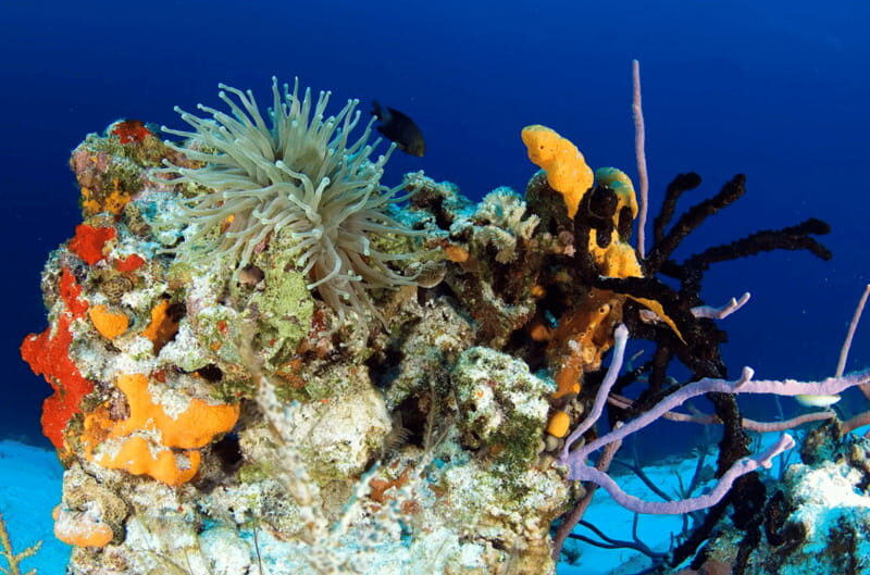 Playa del Carmen: Guided Reef Diving for Certified Divers - The Marine Environment and Marine Life