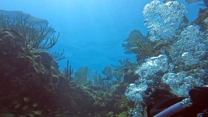 Playa del Carmen: Introductory Scuba Diving at Coral Reefs - The Underwater Experience