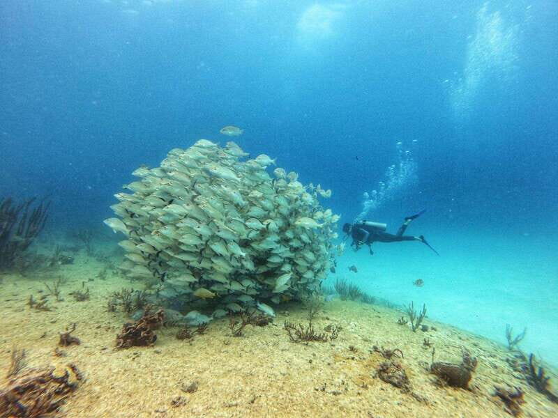 Playa del Carmen: MamaViña Wreck & Reef for Certified Divers - The Sum Up