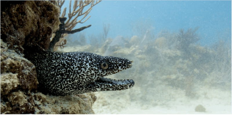 Playa del Carmen: Ocean Dive Tour - A Practical Introduction: Who Is This Tour For?