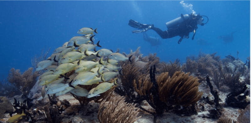 Playa del Carmen: Ocean Dive Tour - Why Choose This Tour?
