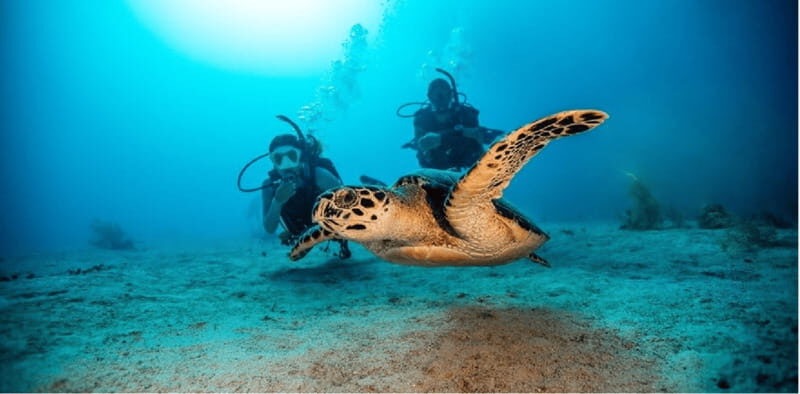 Playa del Carmen: Open Water Diver Course - What is the Open Water Diver Course?