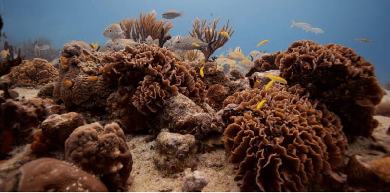 Playa del Carmen: Open Water Diver Course - Certification and Beyond