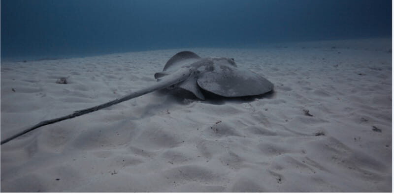 Playa del Carmen: Open Water Diver Course - The Value: Is It Worth It?