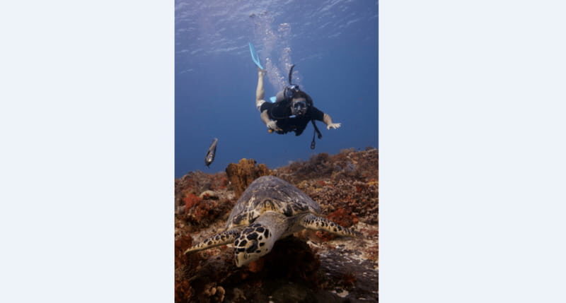Playa del Carmen: Open Water Diver Course - FAQ