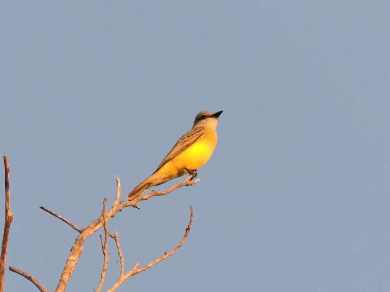 Playa del Carmen: Private Morning Birdwatching Tour - An In-Depth Look at the Tour Experience