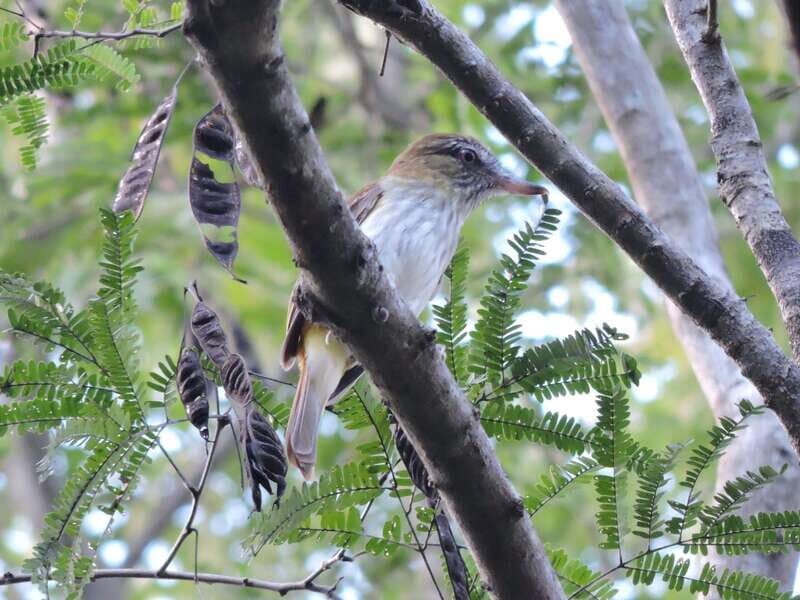 Playa del Carmen: Private Morning Birdwatching Tour - Final Thoughts