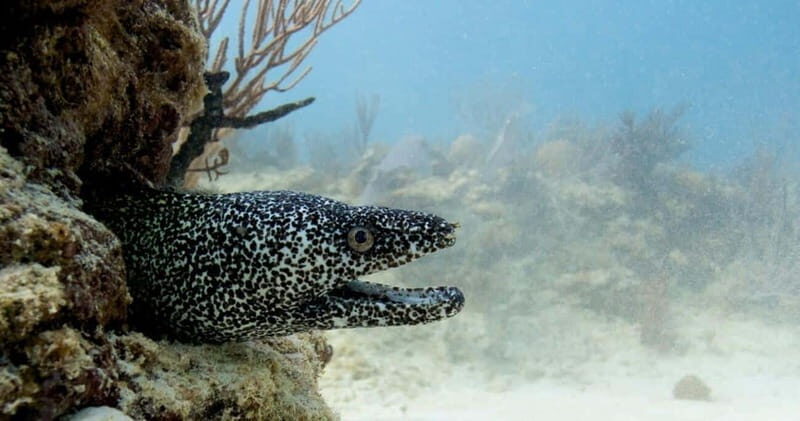 Playa del Carmen: Refresher Dive - What to Expect During Your Playa del Carmen Refresher Dive