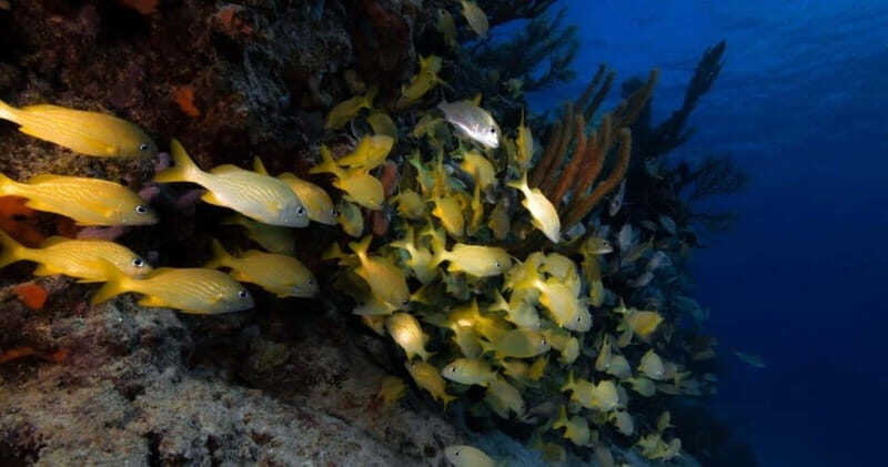 Playa del Carmen: Refresher Dive - The Itinerary in Detail