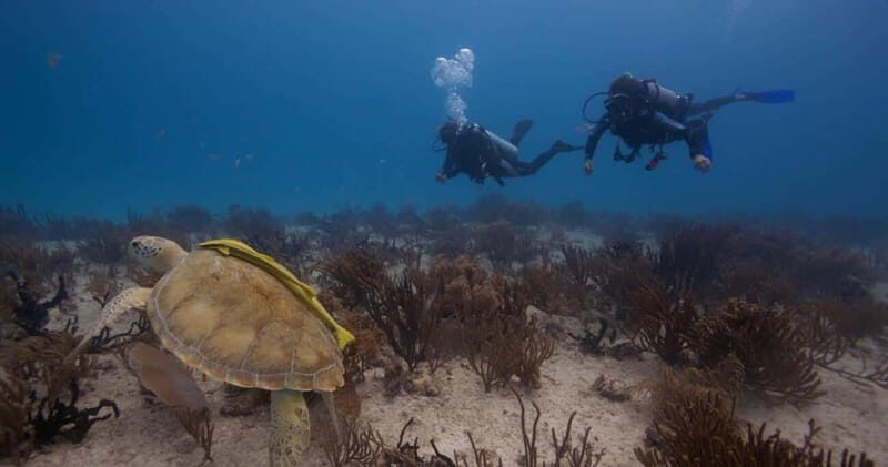 Playa del Carmen: Refresher Dive - Authentic Feedback and Insights