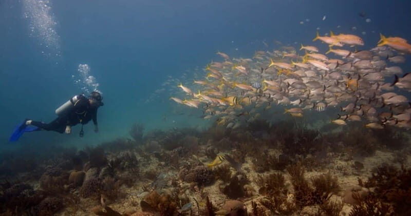 Playa del Carmen: Refresher Dive - Why Choose This Tour?