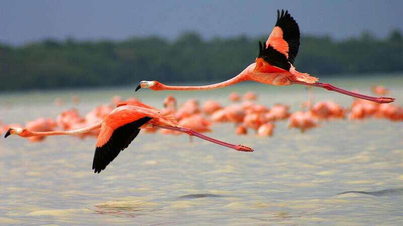 Playa del Carmen: Rio Lagartos and Las Coloradas Tour - Play a del Carmen: Rio Lagartos and Las Coloradas Tour — An Honest Look
