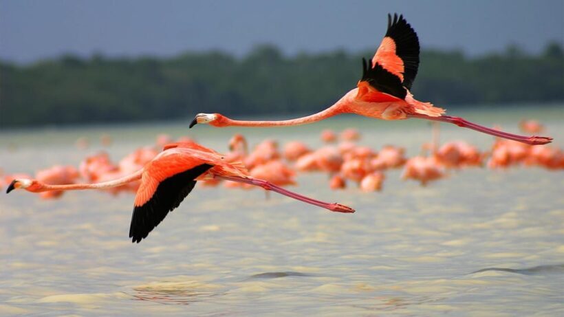 Playa del Carmen: Rio Lagartos and Las Coloradas Tour - What Travelers Should Know Before Booking