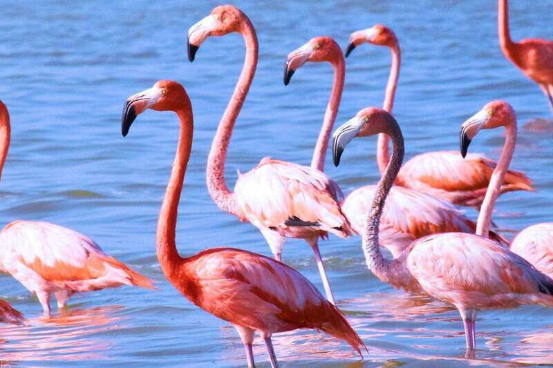 Playa del Carmen: Rio Lagartos and Las Coloradas Tour - FAQs about the Playa del Carmen: Rio Lagartos and Las Coloradas Tour