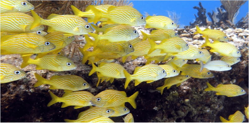 Playa del Carmen: Snorkel Tour at Local Reef - Summary: Is It Worth It?