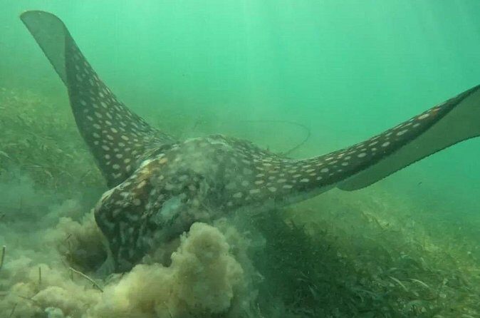 Playa del Carmen Tour Akumal Swimming With Turtles And Lagoon Yal Ku - The Experience You’ll Take Home