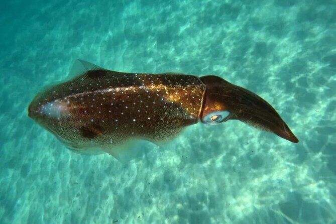 Playa del Carmen Tour Akumal Swimming With Turtles And Lagoon Yal Ku - Final Thoughts: Who Should Consider This Tour?