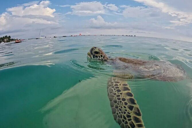 Playa del Carmen Tour Akumal Swimming With Turtles And Lagoon Yal Ku - Frequently Asked Questions