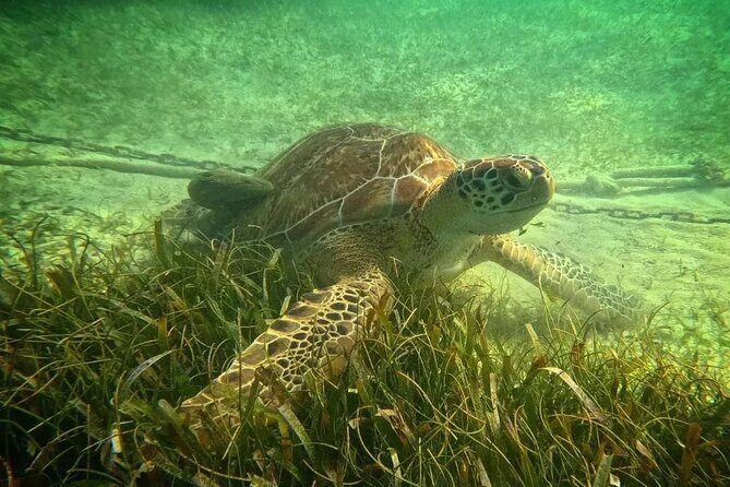 Playa del Carmen Tour Akumal Swimming With Turtles And Lagoon Yal Ku - Final Words