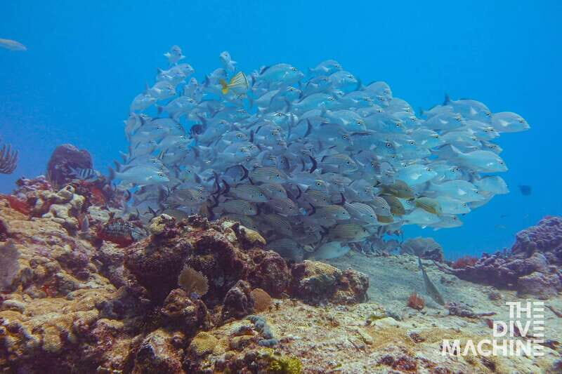 Playa del Carmen: Try Scuba Diving - No Experience Required - What Makes This Tour Stand Out