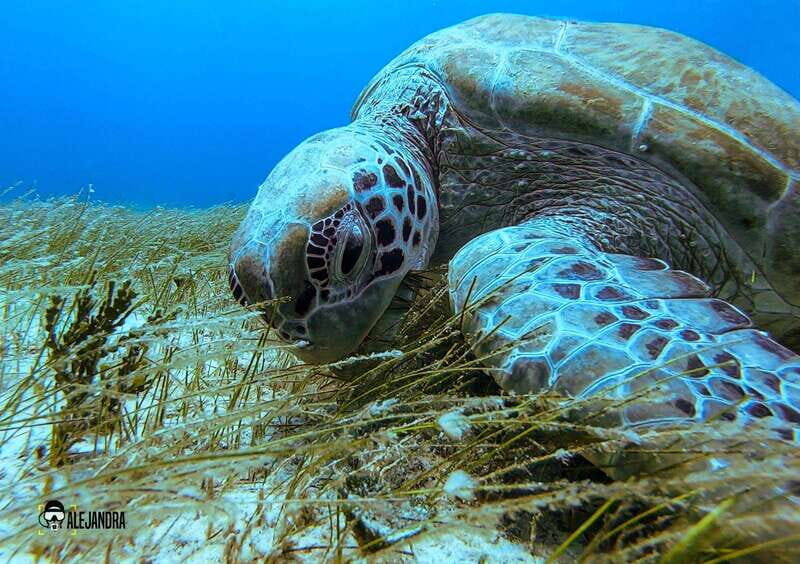 Playa del Carmen: Try Scuba Diving - No Experience Required - Authentic Perspectives